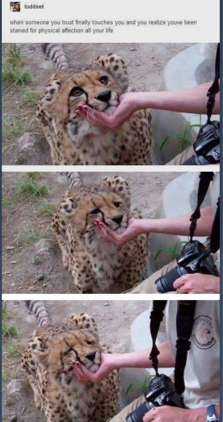 When the photographer touched the cheetah | /r/wholesomememes ...