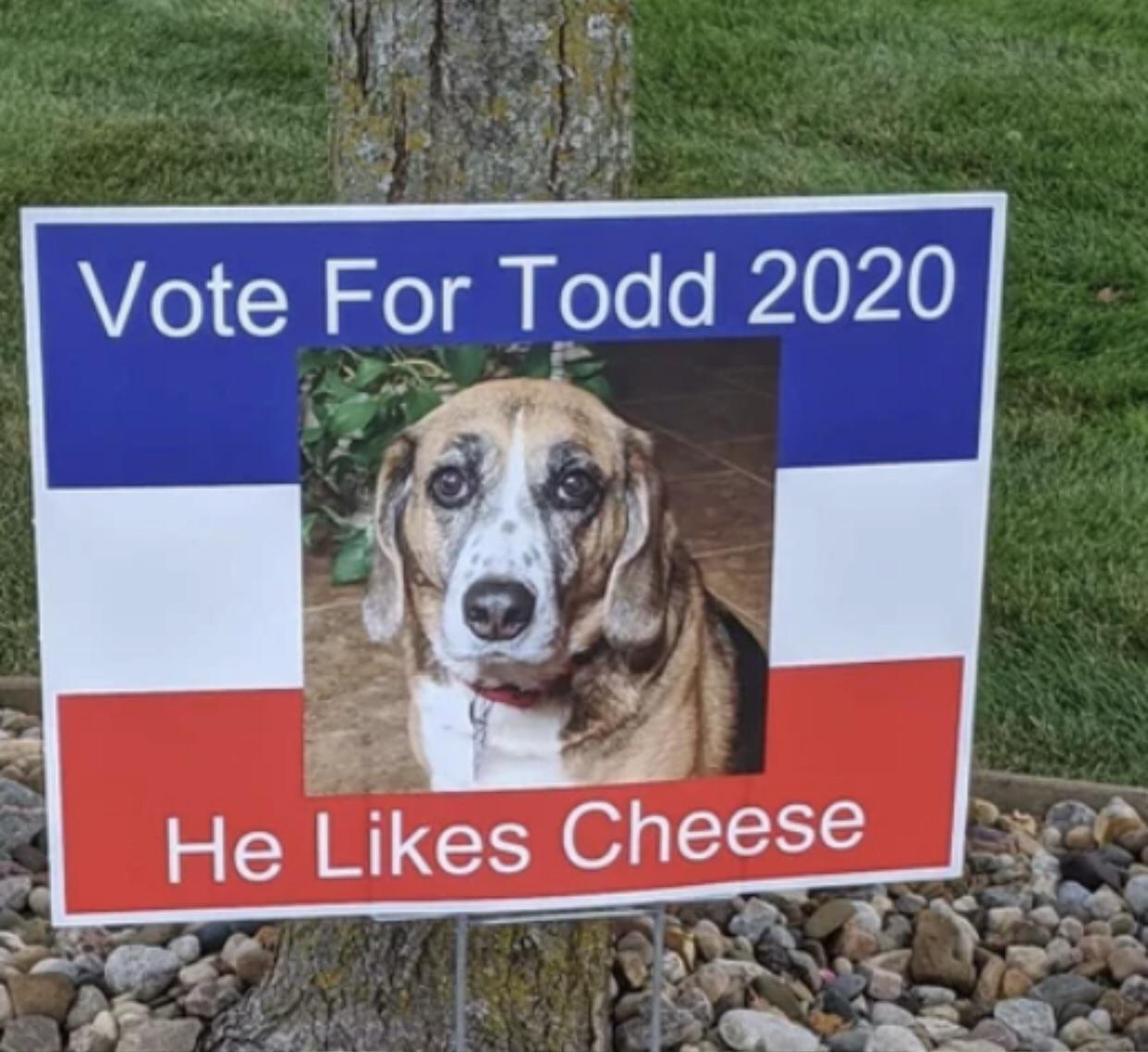 Please vote todd | /r/wholesomememes | Wholesome Memes | Know Your Meme