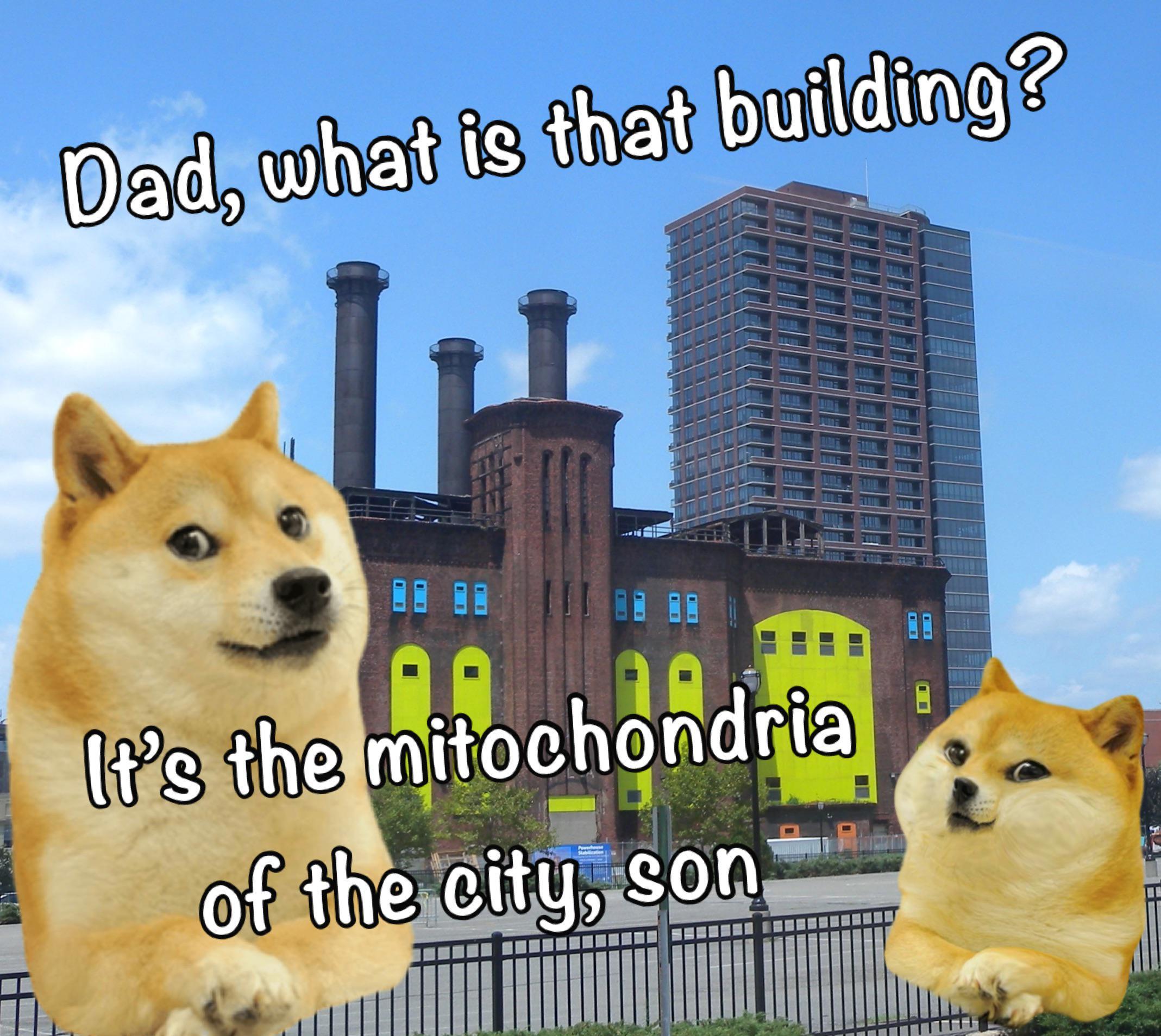 Le sson has arrived | /r/dogelore | Ironic Doge Memes | Know Your Meme