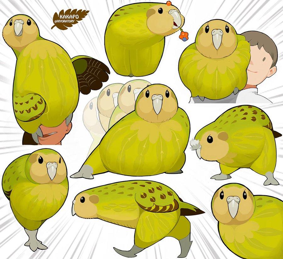 Kakapo | Birds | Know Your Meme