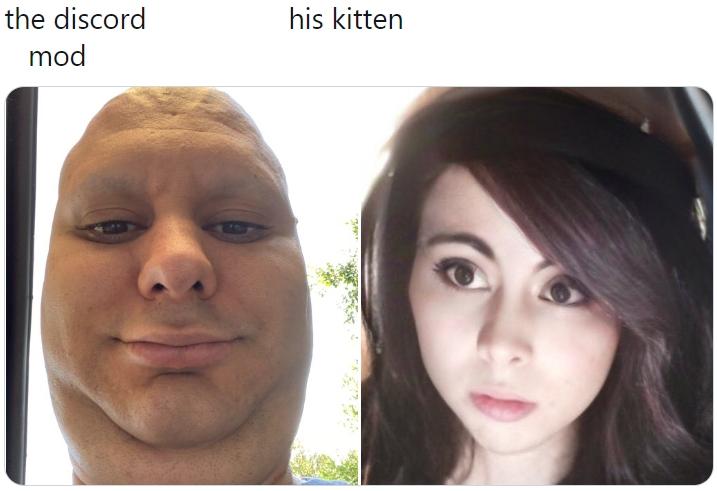 the discord / his kitten | Discord Mods / Please Keep Memes out of # ...