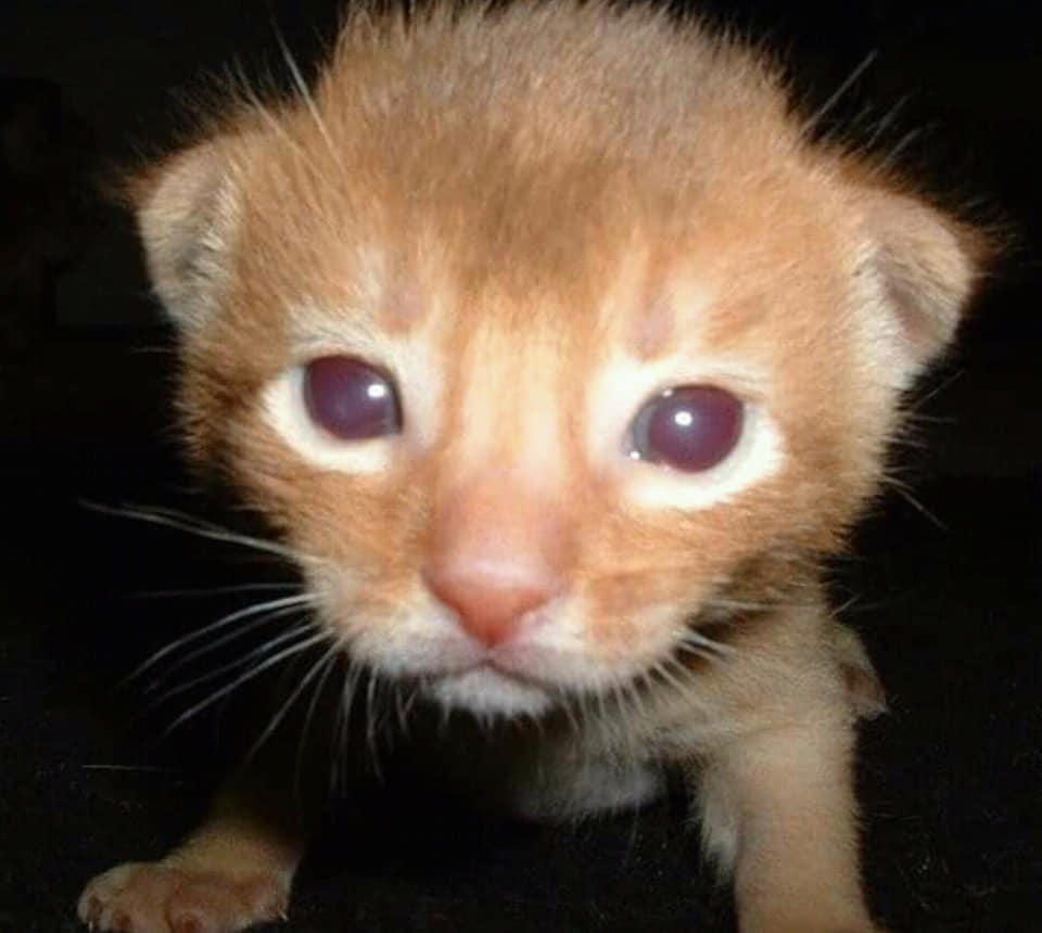 original kitty | Me Perdonas? | Know Your Meme