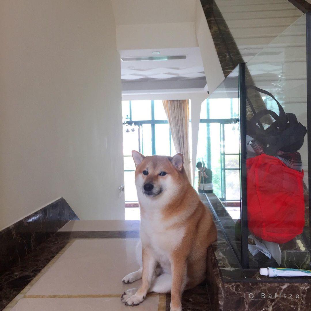 Cheems Looking at Camera | Cheems | Know Your Meme