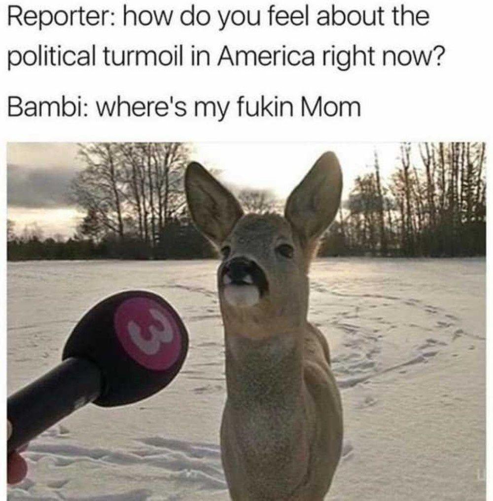 where's my mother | Deer Being Interviewed / Canadian Deer | Know Your Meme