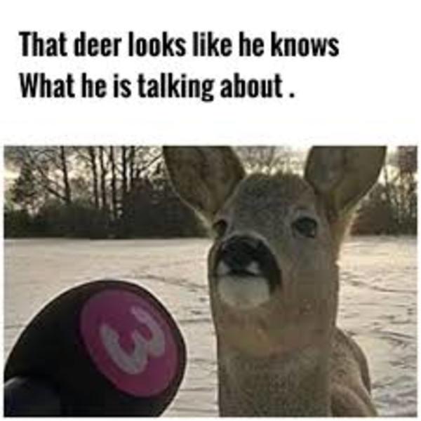 I trust that deer | Deer Being Interviewed / Canadian Deer | Know Your Meme