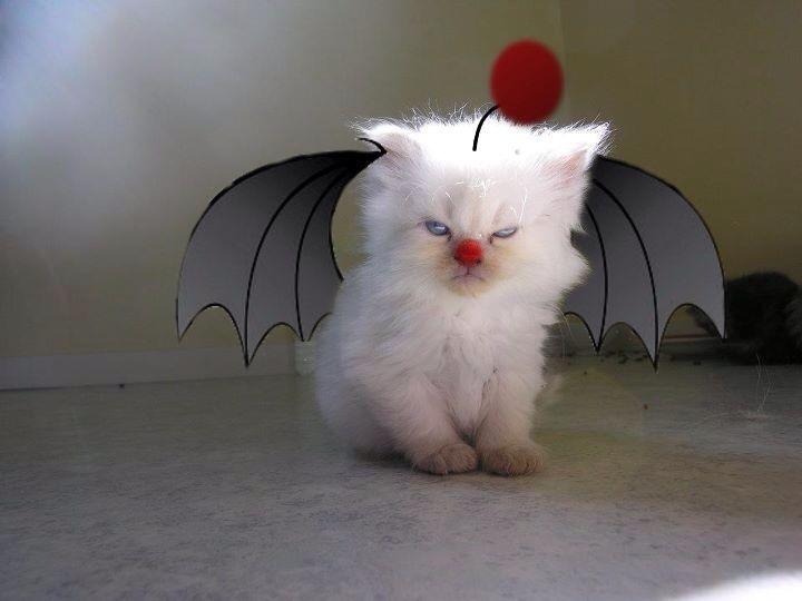 Moogle kitten | Final Fantasy | Know Your Meme