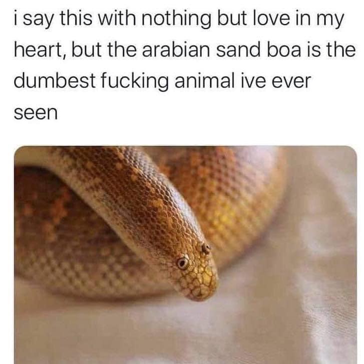 dumb snake | Snakes | Know Your Meme
