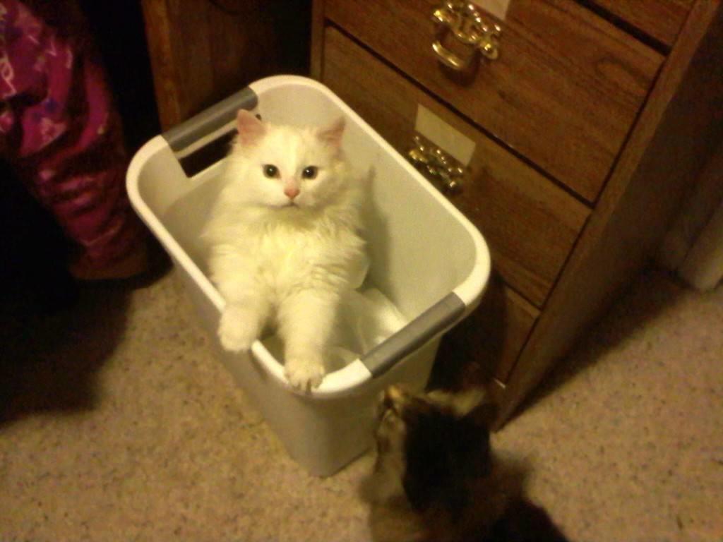 Thurston Waffles as a kitten | Thurston Waffles | Know Your Meme