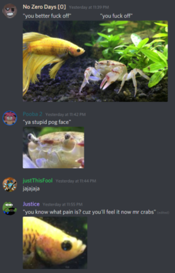 KYM Moment: Betta VS Crab | Know Your Meme | Know Your Meme