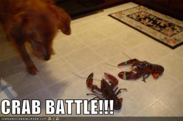 Crab Battle | Crab Battle | Know Your Meme