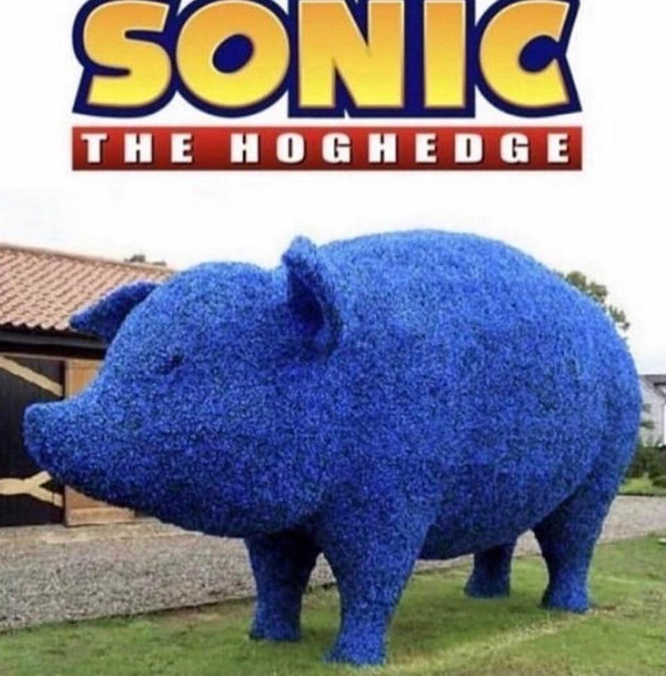 Blursed_hoghedge | Cursed Images | Know Your Meme