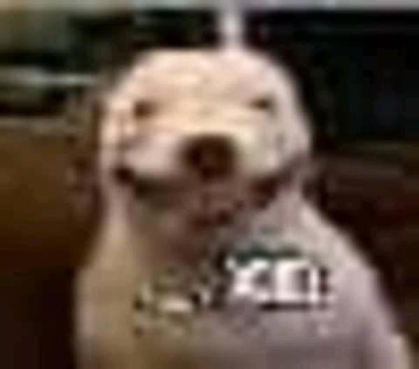 Post-ironic sarcasm | Maddy the Pitbull / Perro ._.XD | Know Your Meme