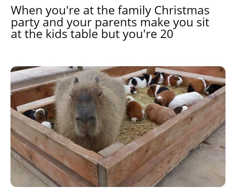 Capybara meme | /r/dankmemes | Capybaras | Know Your Meme