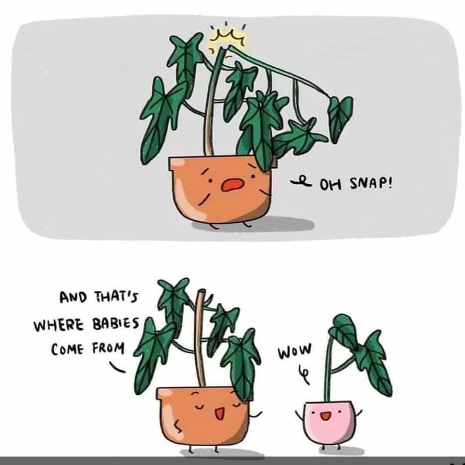 Propagation has always fascinated me | /r/wholesomememes | Wholesome ...