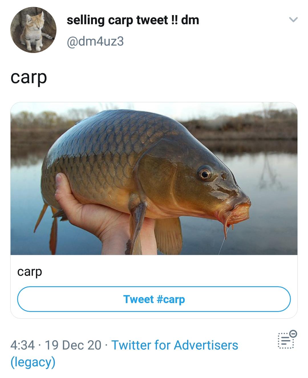 The Original Carp Tweet (Mobile) | Carp Tweets | Know Your Meme