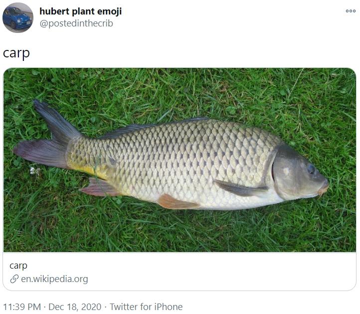carp | Carp Tweets | Know Your Meme
