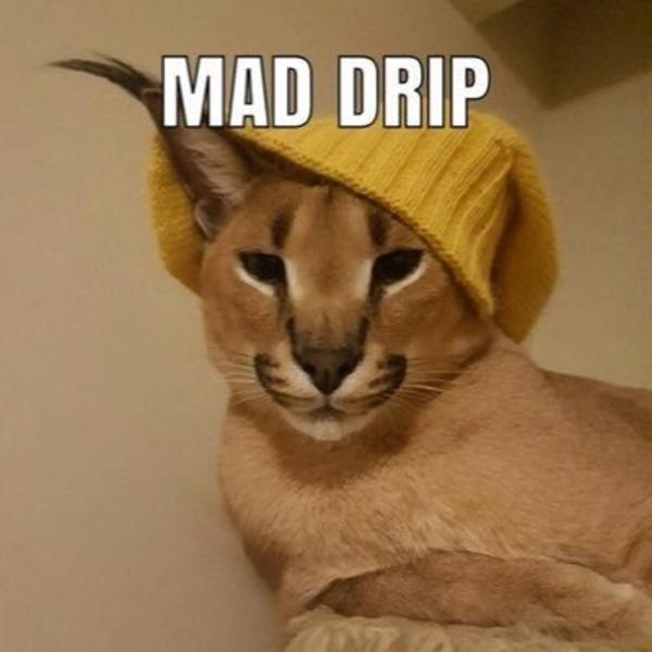 Hard to deny | Big Floppa | Know Your Meme