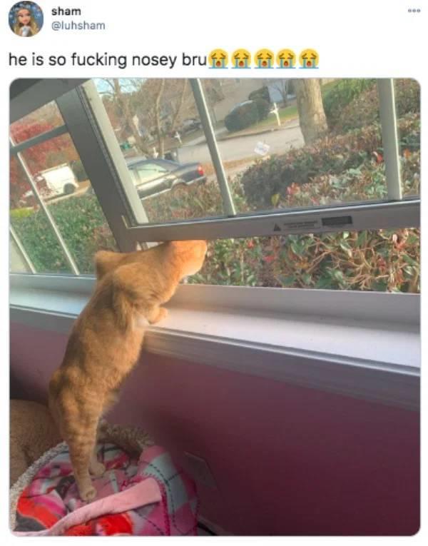 mind ya bidness | Cats | Know Your Meme