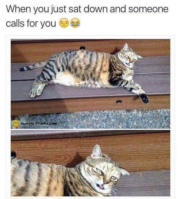 Mood | Cats | Know Your Meme