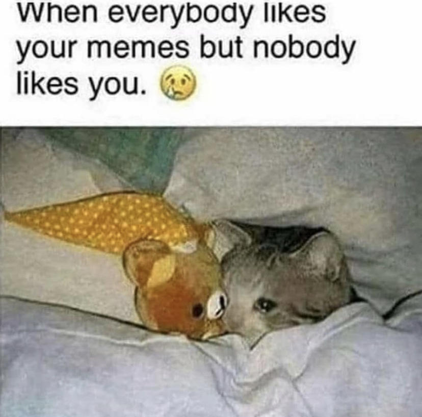 sad kitty | Memes | Know Your Meme
