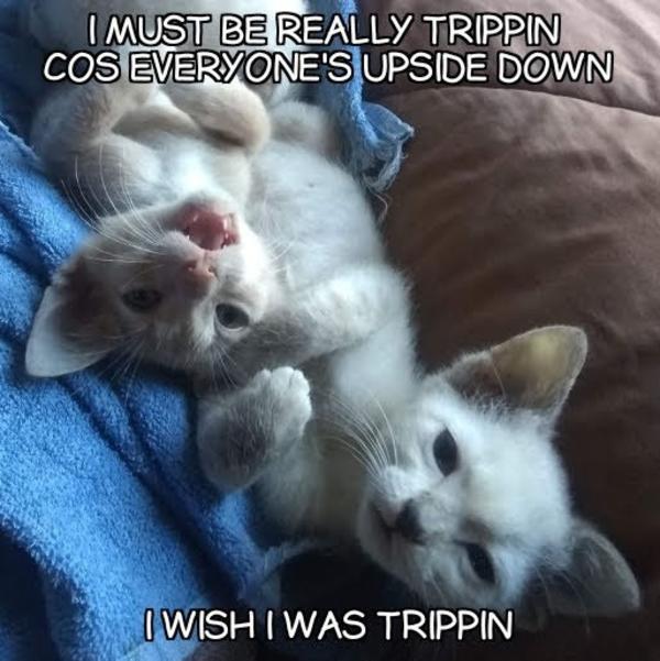 I Must Be Really Trippin | Cats | Know Your Meme