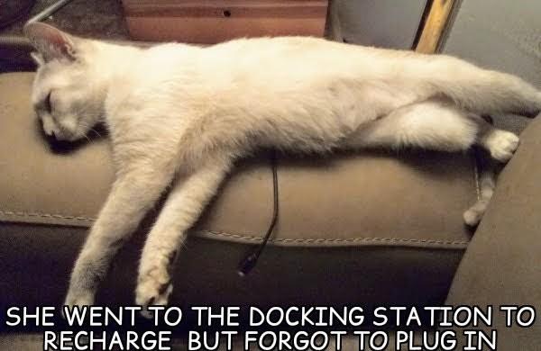 She Went To The Docking Station | Cats | Know Your Meme