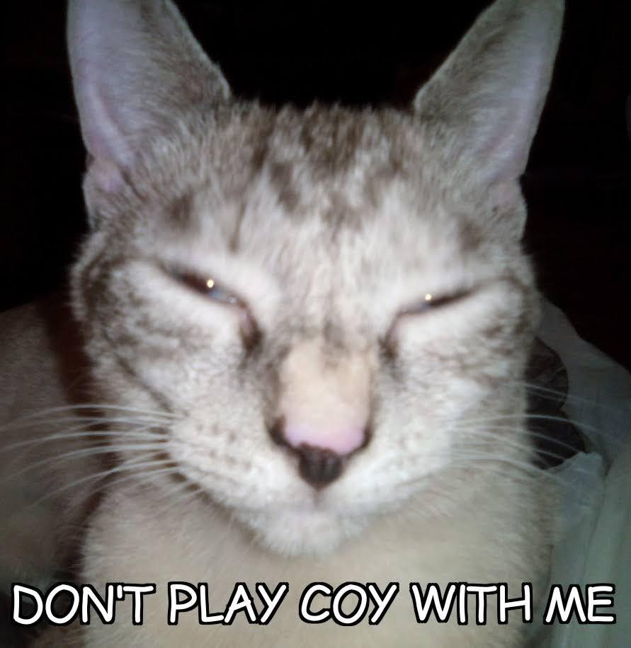 Don't Play Coy With Me | Cats | Know Your Meme