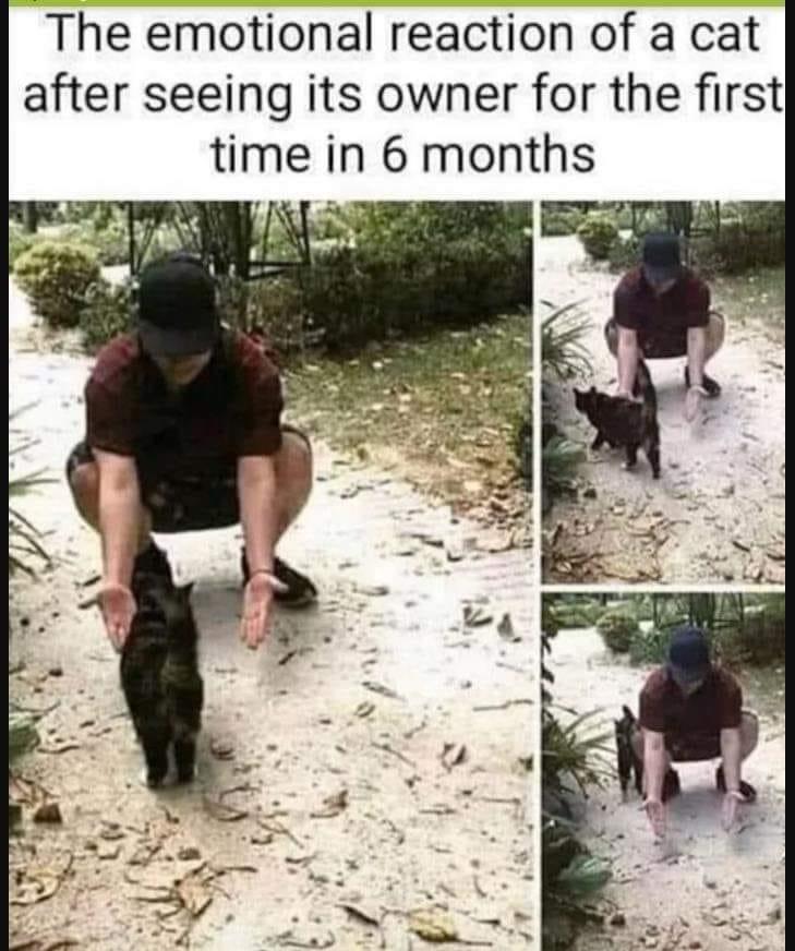 welcome back loser | Cats | Know Your Meme