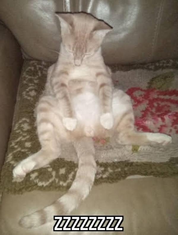 ZZZZZ | Cats | Know Your Meme