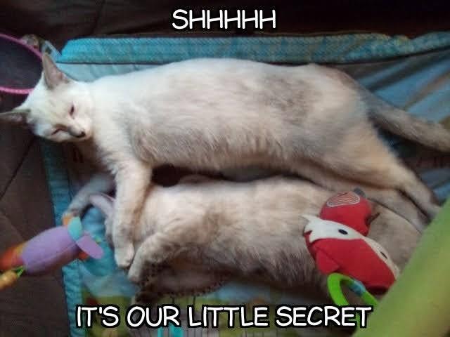 OUR LITTLE SECRET | Cats | Know Your Meme