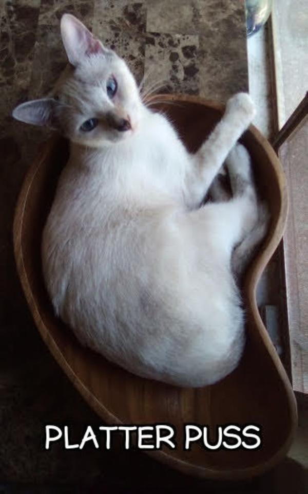 PLATTER PUSS | Cats | Know Your Meme