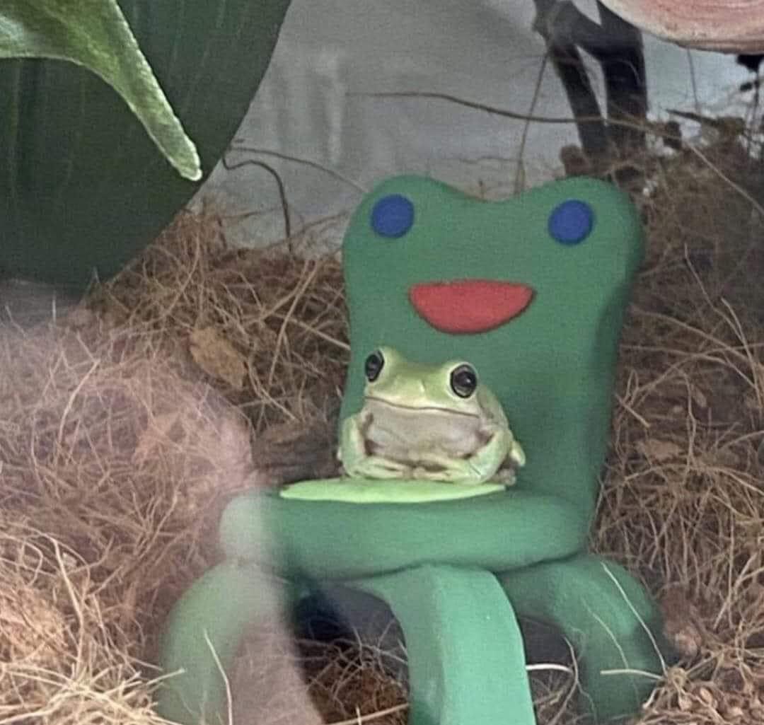 Invest in this frog staring trough the void sitting on a froggy chair ...