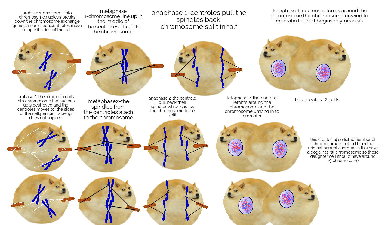 le doge explains meiosis has arrived | /r/dogelore | Ironic Doge Memes ...
