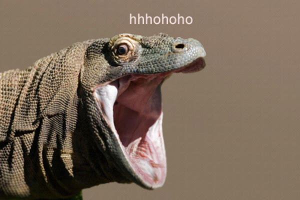 Hoho | KomodoHype | Know Your Meme