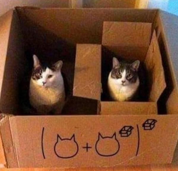 You work that out | Cats | Know Your Meme