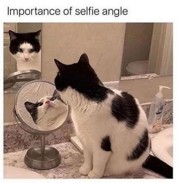I need to see all the perfect angles of my face Karen | Cats | Know ...