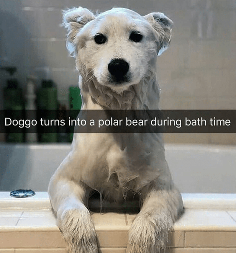 That's the cutest polar bear I've seen | Dogs | Know Your Meme