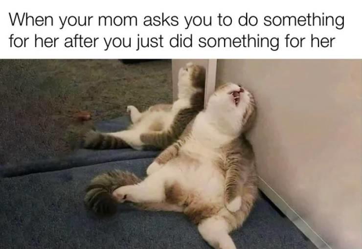 mood | Cats | Know Your Meme