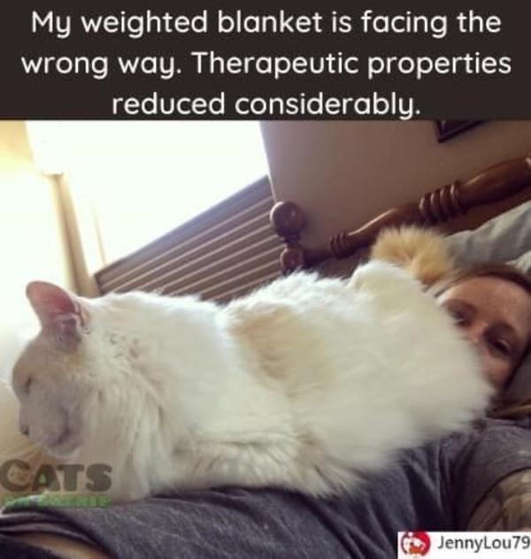 Now it's a scented therapy blanket | Cats | Know Your Meme