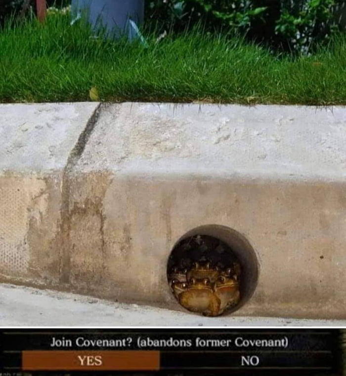 Frog Hole | Join Covenant? | Know Your Meme