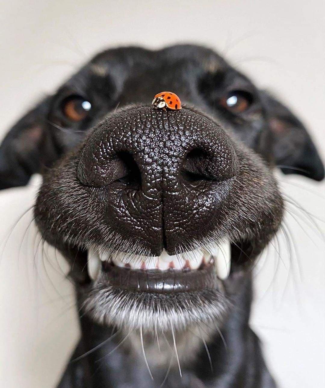 dog and the lady bug | Dogs | Know Your Meme