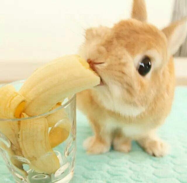 Mmmm... Banana. | Rabbits | Know Your Meme