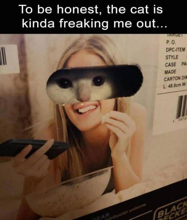 Yeesh, that's unsettling | Cats | Know Your Meme