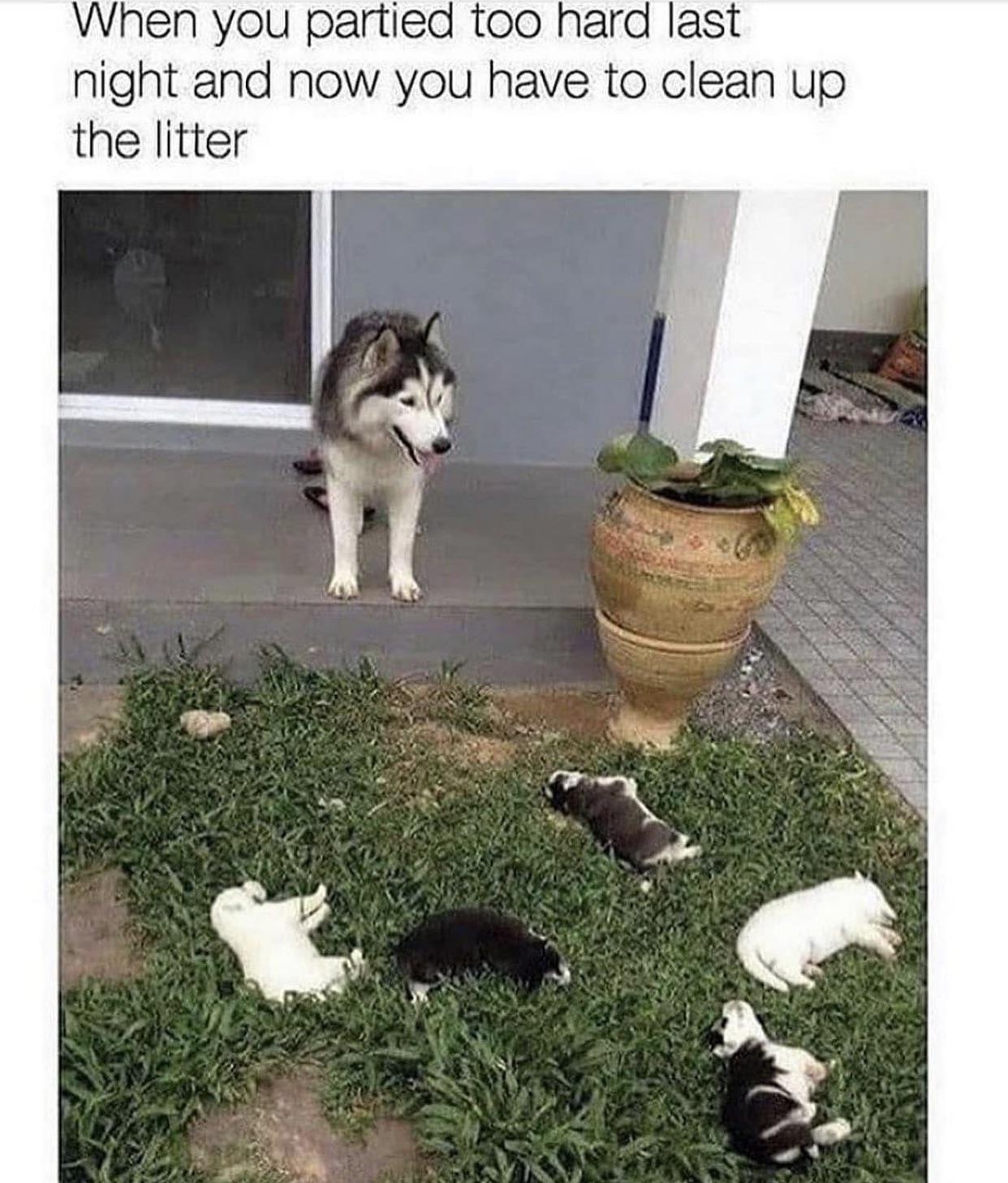 Looks like it was a wild night | /r/wholesomememes | Wholesome Memes ...