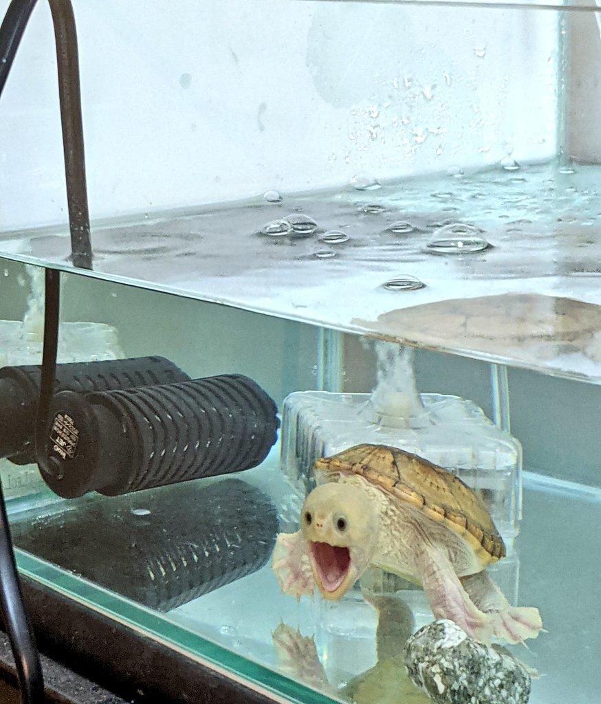 WUT Turtle | Animals | Know Your Meme