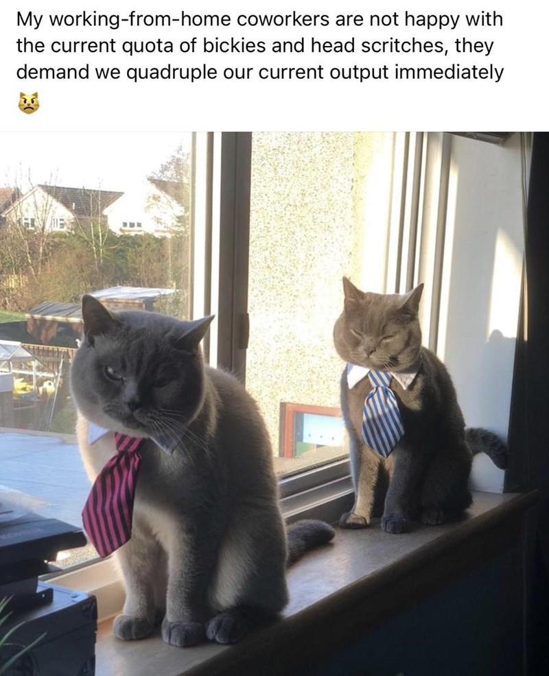Gotta keep the coworkers happy | Cats | Know Your Meme