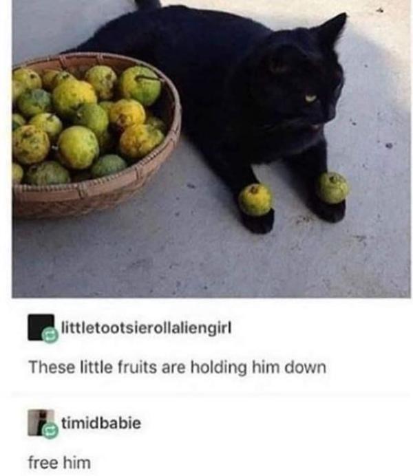 First he has to free his mind | Cats | Know Your Meme