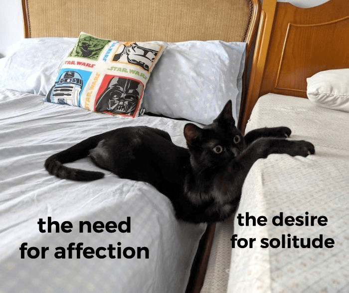 Can't decide....which one...matters more | Cats | Know Your Meme