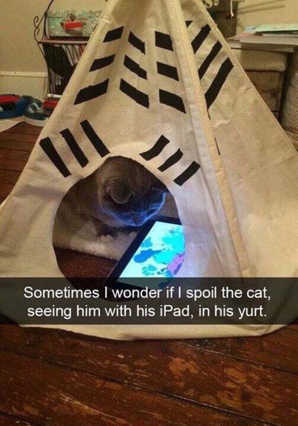 Absolutely not | Cats | Know Your Meme