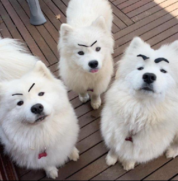 We are angwy | Dogs | Know Your Meme